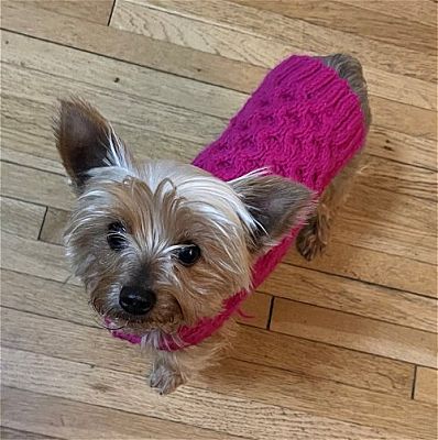 St. Louis Park, MN - Yorkie, Yorkshire Terrier. Meet Tootie a Pet for ...