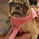 Pug Puppies - Pug Rescue and Adoption Near You