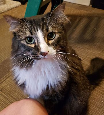 Minot, ND - Norwegian Forest Cat. Meet Forrest a Pet for Adoption ...