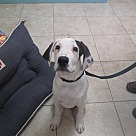 Great Dane Puppies - Great Dane Rescue and Adoption Near You