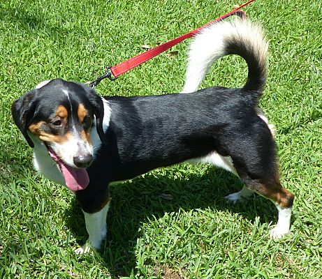 Oriental, NC - Basset Hound/Beagle. Meet BAXTER-NEW LEASH ON LIFE a Pet ...