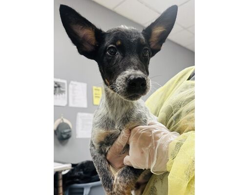 Gulfport, MS - Shepherd (Unknown Type)/Australian Cattle Dog. Meet ...