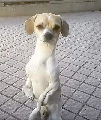 Bryan, TX - Jack Russell Terrier/Beagle. Meet Dale (slaughter survivor ...