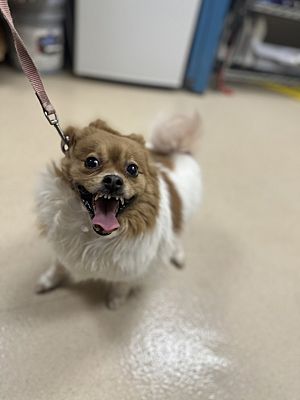 Covington, GA - Pomeranian. Meet Bella a Pet for Adoption - AdoptaPet.com
