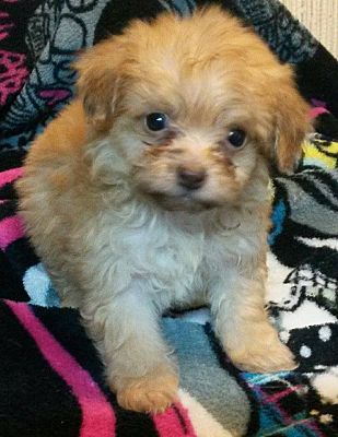 Freehold, NJ - Poodle (Toy or Tea Cup)/Papillon. Meet Honey a Pet for ...