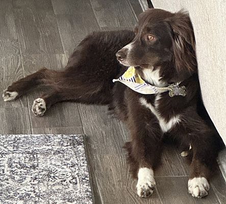 Orlando, FL - Australian Shepherd. Meet Sable a Pet for Adoption ...