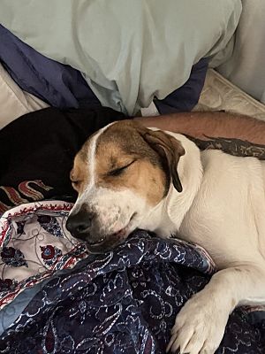 Williamstown, NJ - Labrador Retriever/Beagle. Meet Tucker a Pet for ...