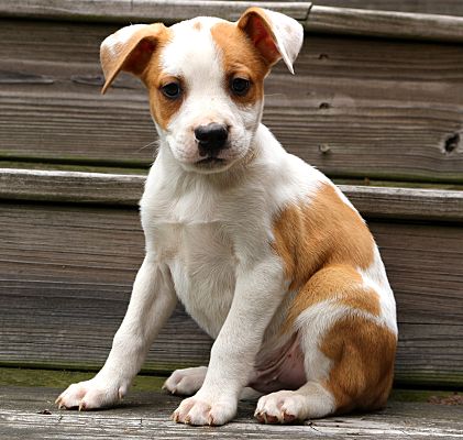 Southbury, CT - Jack Russell Terrier/Boxer. Meet Jackson~adopted! a Pet ...