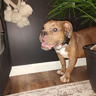 Huber Heights, OH - Bulldog. Meet Athena a Pet for Adoption - AdoptaPet.com