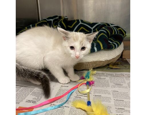 Tupelo, MS - Domestic Shorthair. Meet Kento(Buddy)- 032818S a Pet for ...