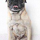 Pug Puppies - Pug Rescue and Adoption Near You