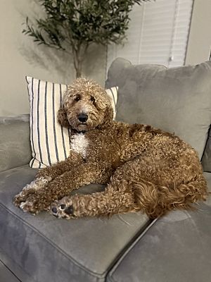 Georgetown, TX - Goldendoodle. Meet Beast a Pet for Adoption ...
