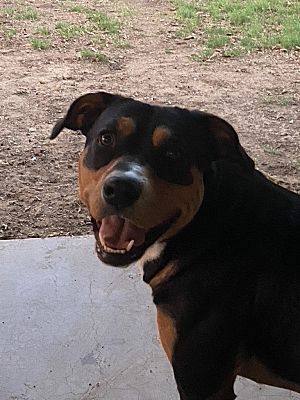 Phoenix, AZ - Boxer/Rottweiler. Meet Echo a Pet for Adoption ...
