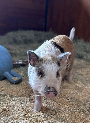 Houston, TX - Pig (Farm). Meet Kylo a Pet for Adoption - AdoptaPet.com