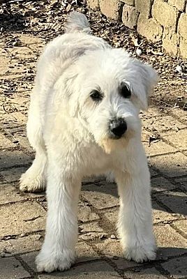 Mishawaka, IN - Wheaten Terrier. Meet Whitney S.C. Wheaten IN FOSTER ...