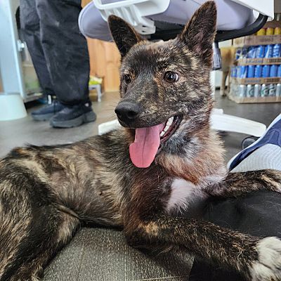 Port Coquitlam, BC - Whippet/Jindo. Meet Pink a Pet for Adoption ...