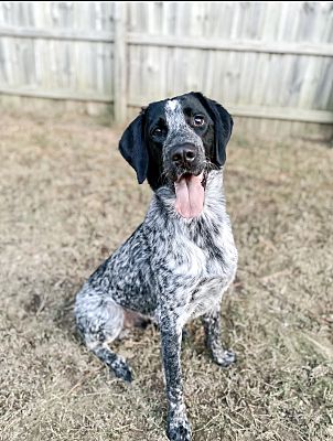 Birmingham, AL - German Shorthaired Pointer/Bluetick Coonhound. Meet ...