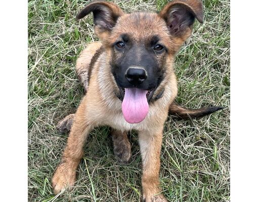 Albany, NY - German Shepherd Dog. Meet Shamu a Pet for Adoption ...