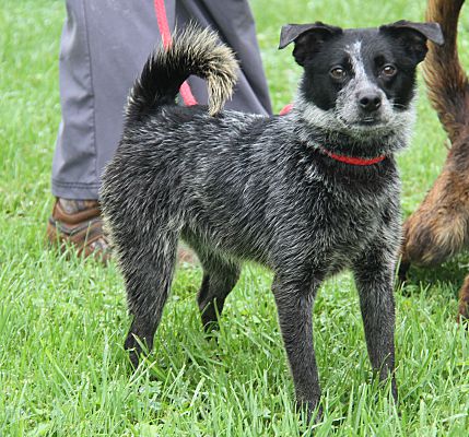 Marietta, OH - Blue Heeler/Beagle. Meet Beta (Spayed) a Pet for ...
