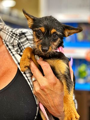 Cherry Hill, NJ - Toy Fox Terrier/Yorkie, Yorkshire Terrier. Meet Louie ...