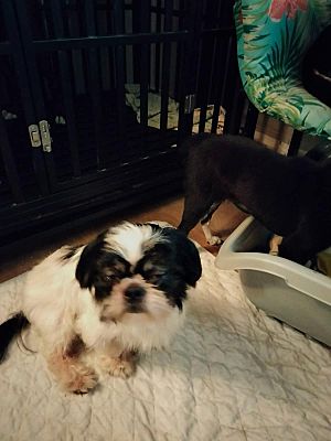 Vernon, CT - Shih Tzu. Meet Courtesy Post - Billy Bob a Pet for ...