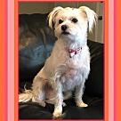 Maltere Puppies - Maltese Rescue and Adoption Near You