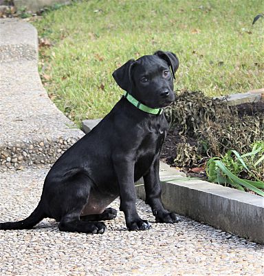 Denver, CO - Labrador Retriever. Meet Adella a Pet for Adoption ...
