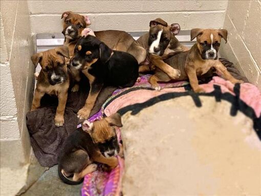 Chapel Hill, NC - Boxer. Meet AZULA (ZUZU) a Pet for Adoption ...