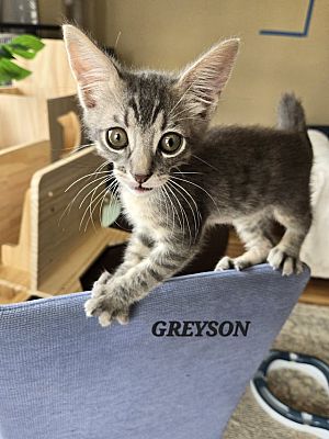 Honolulu, HI - Domestic Shorthair. Meet Greyson a Pet for Adoption ...