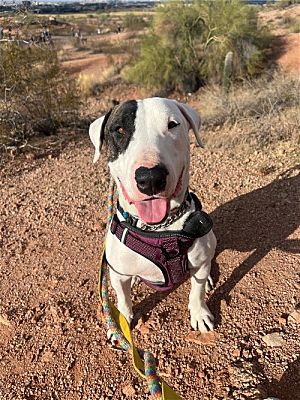Phoenix, AZ - Bull Terrier. Meet Jerry (Courtesy post) a Pet for ...