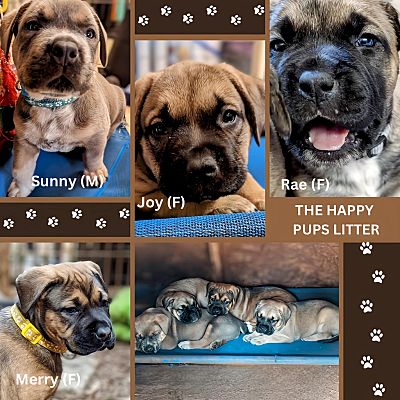 Macon, GA - Boxer/Black Mouth Cur. Meet Happy Pups litter a Pet for ...