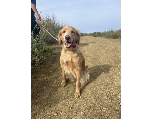 Simi Valley, CA - Golden Retriever. Meet Mia a Pet for Adoption ...