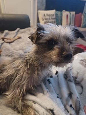 Mustang, OK - Yorkie, Yorkshire Terrier/Poodle (Miniature). Meet Lena a ...