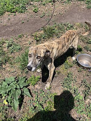 Beeville, TX - Catahoula Leopard Dog. Meet Lily a Pet for Adoption ...