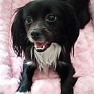 Papillon Puppies - Papillon Rescue and Adoption Near You