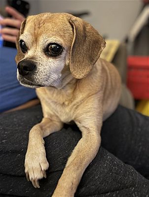 Saunderstown, RI - Pug/Beagle. Meet Lola2023 OS in RI-CP a Pet for ...