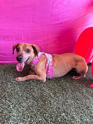 Carlsbad, CA - Dachshund/Mixed Breed (Small). Meet Mallory a Pet for ...