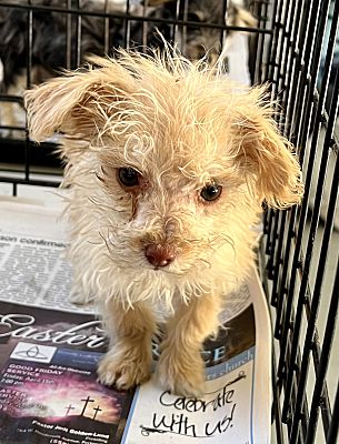Culver City, CA - Yorkie, Yorkshire Terrier/Chihuahua. Meet GINGER a ...