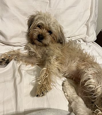 Austin, TX - Havanese/Terrier (Unknown Type, Small). Meet Mop a Pet for ...