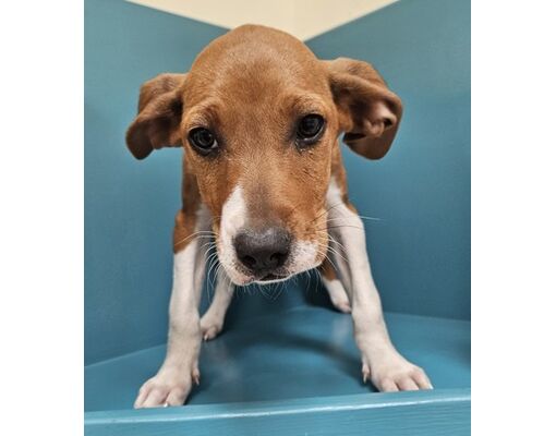 Pendleton, OR - American Pit Bull Terrier/Mixed Breed (Medium). Meet ...