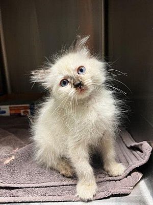 Lincoln, NE - Ragdoll. Meet LYRA a Pet for Adoption - AdoptaPet.com