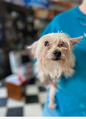 Chicago, IL - Yorkie, Yorkshire Terrier. Meet Teddy a Pet for Adoption ...