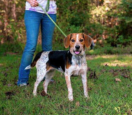 Sparta, TN - Beagle. Meet Melody a Pet for Adoption - AdoptaPet.com