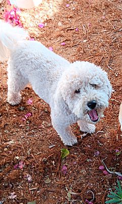 Cameron Park, CA - Cockapoo/Bichon Frise. Meet Tatum-ADOPTED a Pet for ...