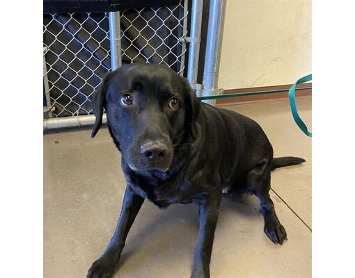 Phoenix, AZ - Labrador Retriever. Meet VELVET a Pet for Adoption ...