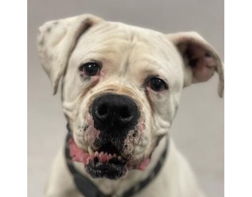 Indianapolis, IN - Boxer. Meet MEGA a Pet for Adoption - AdoptaPet.com