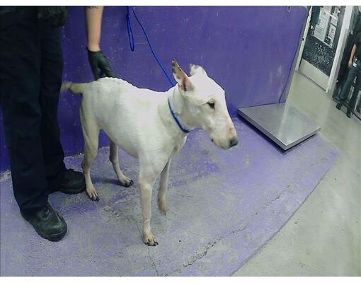 Houston, TX - Bull Terrier. Meet TARGET a Pet for Adoption - AdoptaPet.com