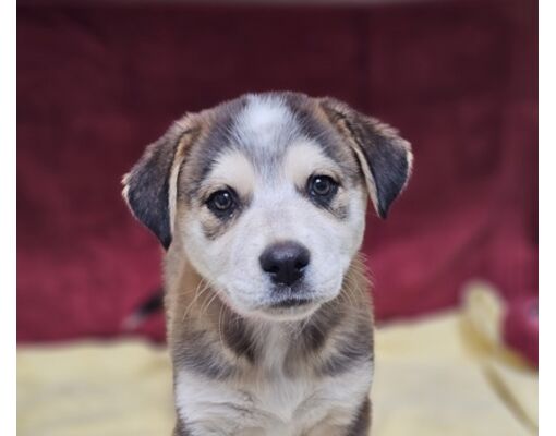 Espanola, NM - Alaskan Klee Kai/Mixed Breed (Medium). Meet Honey a Pet ...