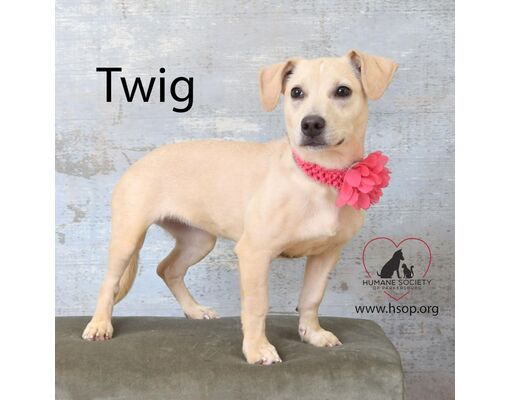 Parkersburg, WV - Labrador Retriever/Shepherd (Unknown Type). Meet Twig ...