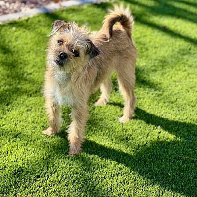 Henderson, NV - Brussels Griffon/Mixed Breed (Medium). Meet Gigi a Pet ...